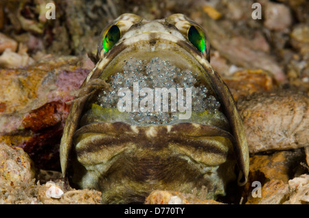 A male jawfish broods eggs in its mouth, Anilao, Philippines Stock ...