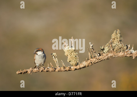 Endemic sparrow species on the island of Socotra Stock Photo - Alamy
