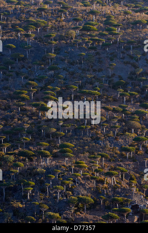 Amazing sight of a dragon blood tree forest on Socotra Stock Photo - Alamy