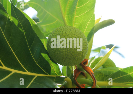 Breadfruit (Artocarpus altilis) Bread Fruit tree fruit Nosy Be ...