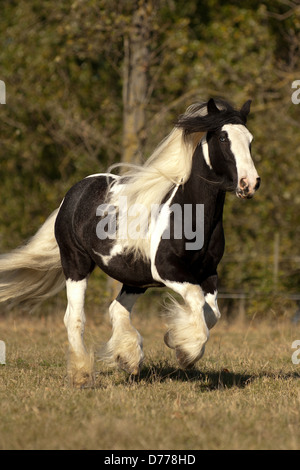 Tinker, Irish Cob, Gypsy Cob, grazing in a meadow, Iveragh Peninsula ...