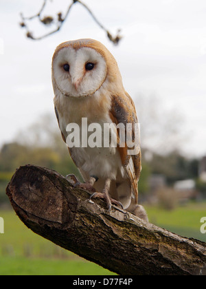 English barn owl portrait Stock Photo - Alamy