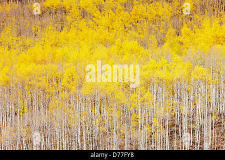 USA Colorado Vast stand quaking aspen Populus tremuloides fall color ...