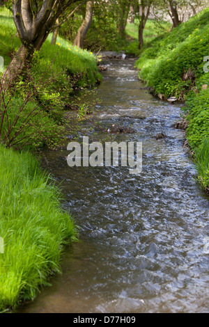 A small river flowing through a suburban forest Stock Photo - Alamy