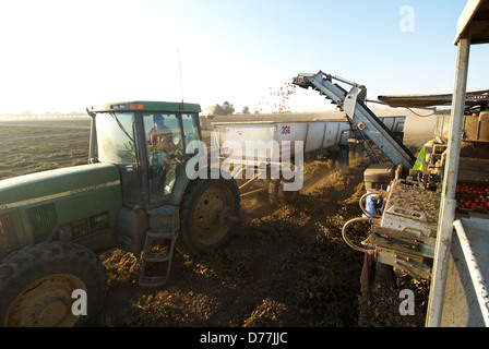 Processing tomatoes loaded into tomato trailer loading arm California ...