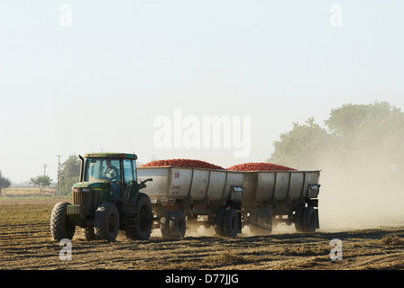 Processing tomatoes loaded into tomato trailer loading arm California ...