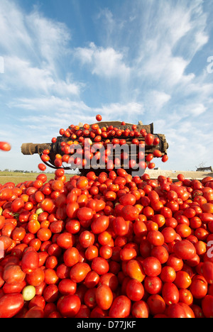 Processing tomatoes loaded into tomato trailer loading arm California ...