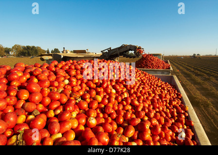 Processing tomatoes loaded into tomato trailer loading arm California ...