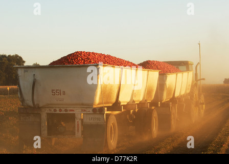 Processing tomatoes loaded into tomato trailer loading arm California ...