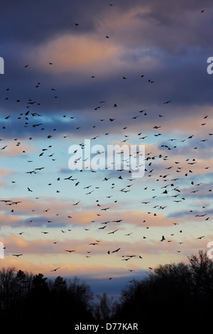 USA Arkansas Bull Shoals Lake Bull Shoals Dam concrete gravity dam on ...