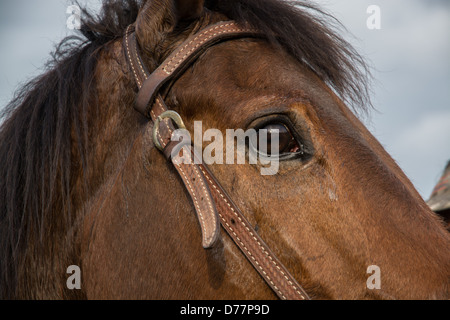 Horses at Haven Horse Ranch Stock Photo - Alamy