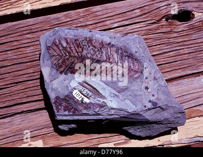 Triassic Formation shale fossilized ferns Chinle Formation Petrified ...