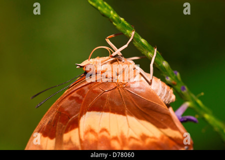 Flame-bordered Charaxes Charaxes protoclea against green background ...