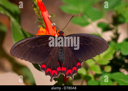 Montezuma's cattleheart butterfly Parides Montezuma perched on green ...