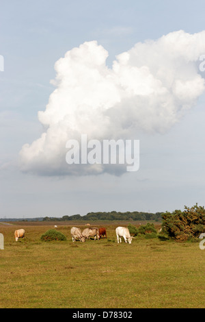 New Forest cows, Hampshire, UK Stock Photo - Alamy