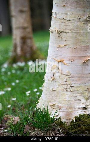 A silver birch tree trunk with peeling bark Stock Photo - Alamy