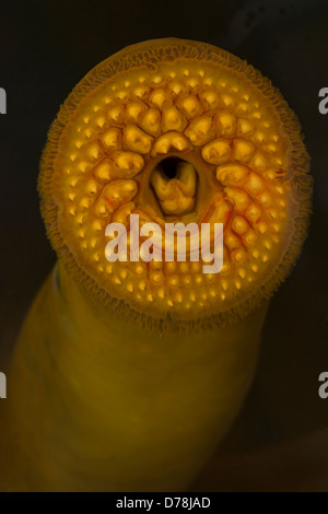 Sea lamprey (Petromyzon marinus) is a parasitic cyclostom that live in ...