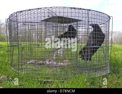 A crow trap with a 'Judas' crow and a victim - often called Larsen or ...