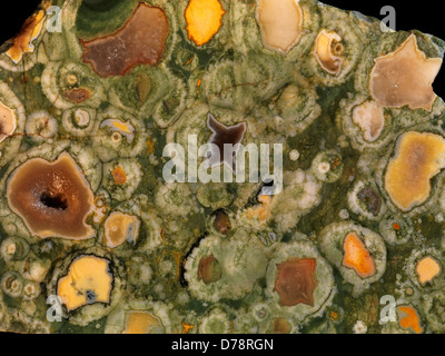 Cross-section spherulitic rhyolite or rainforest jasper Mount Hay in ...