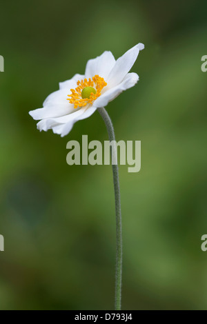 A vertical view of a single Anemone flower Stock Photo - Alamy