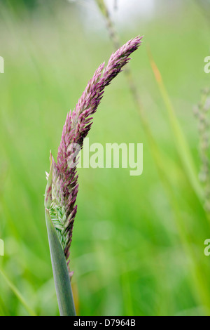 Yorkshire Fog Grasses, Holcus lanatus, vertical portrait of brown head ...