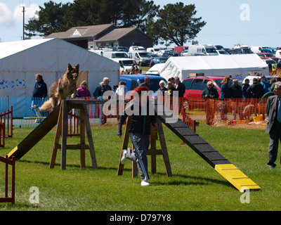 Dog agility competition at the Royal Cornwall Showground,The Cornwall ...