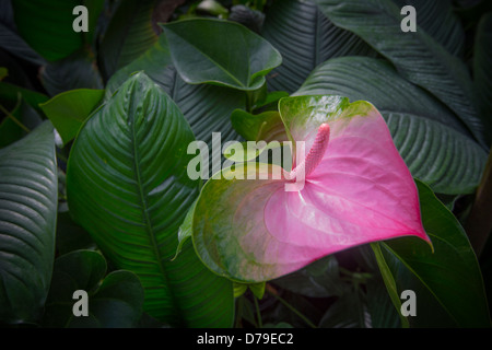Beautiful Spathe Anthurium Flower with green foliage nature background ...