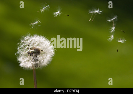 Seed, Dispersal by wind Stock Photo - Alamy