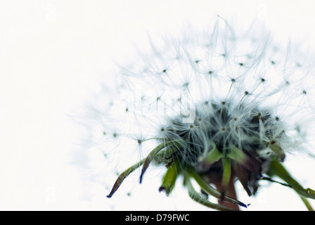 Delicate dandelion seedhead captured in macro view against dark ...