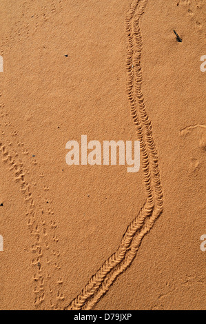 lizard small mammal tracks track trace mark markings sand desert trail ...