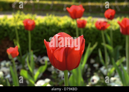 Many delicate vivid red tulips in full bloom in a sunny spring garden ...