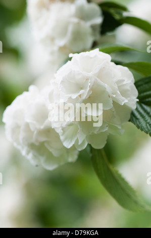 Dense, rounded flower heads of slightly flattened, white flowers of ...