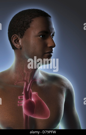 anatomical illustration of the human heart within a man's chest Stock ...
