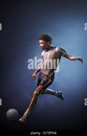 Anatomical model of a child kicking a soccer ball showing the skeletal ...