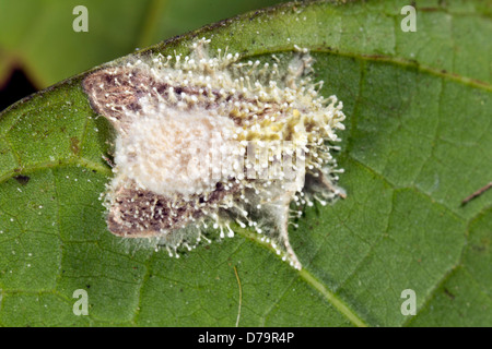 Moth infected with Cordyceps fungus in the rainforest understory ...