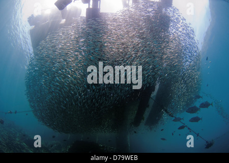Pearl Farm Under Jetty Tabawan Island Stock Photo - Alamy