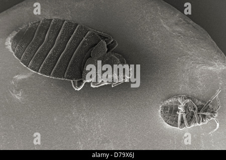 Scanning Electron Micrograph Bed Bug's Mouthparts Stock Photo - Alamy