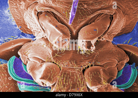 Scanning Electron Micrograph Bed Bug's Mouthparts Stock Photo - Alamy