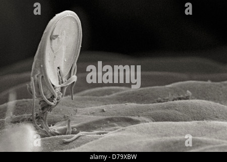 Giardia Protozoan, SEM Stock Photo - Alamy