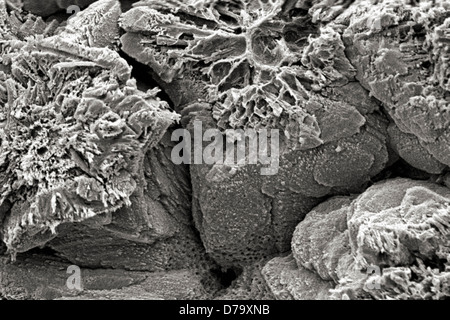 Microscopic Detail Eggshell Stock Photo - Alamy