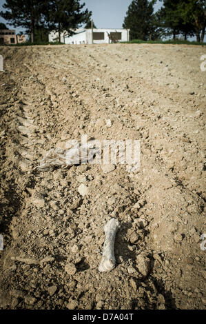 Mass grave found in the slaughterhouse of Sotin, Croatia on 30.04.2013 ...