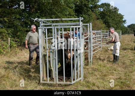 United Kingdom Norfolk Testing cattle Bovine Tuberculosis vet measuring ...