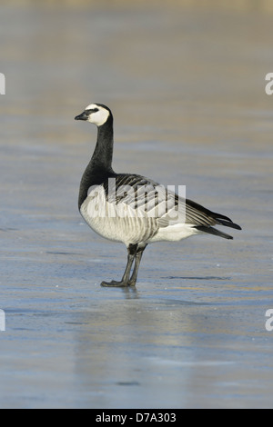 Barnacle Goose (Branta leucopsis). Portrait of three adults. Germany ...
