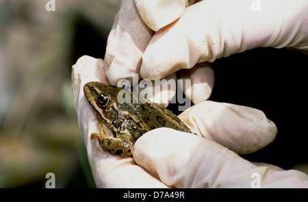 Passive Integrated Transponder (PIT) tag and applicator Stock Photo - Alamy