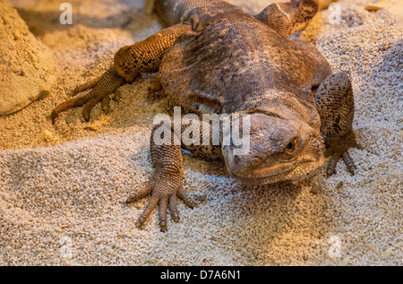 Bosc Monitor/Savannah Monitor Lizard (varanus exanthematicus Stock ...