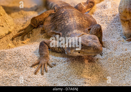 Savannah monitor, Varanus exanthematicus. Also known as Bosc's monitor ...