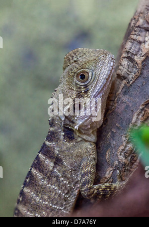 chuckwalla (sauromalus obesus Stock Photo - Alamy