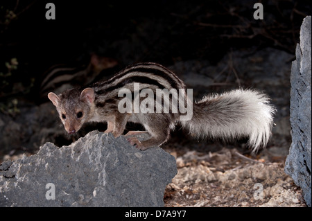 Giant Striped mongoose Galidictis grandidieri foraging at night ...