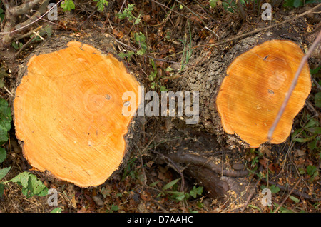Cross section of tree stumps on a forked tree, with weathered and ...