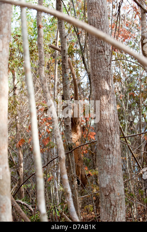 Adult female fossa Crytoprocta ferox climbing tree Kirindy Mitea ...